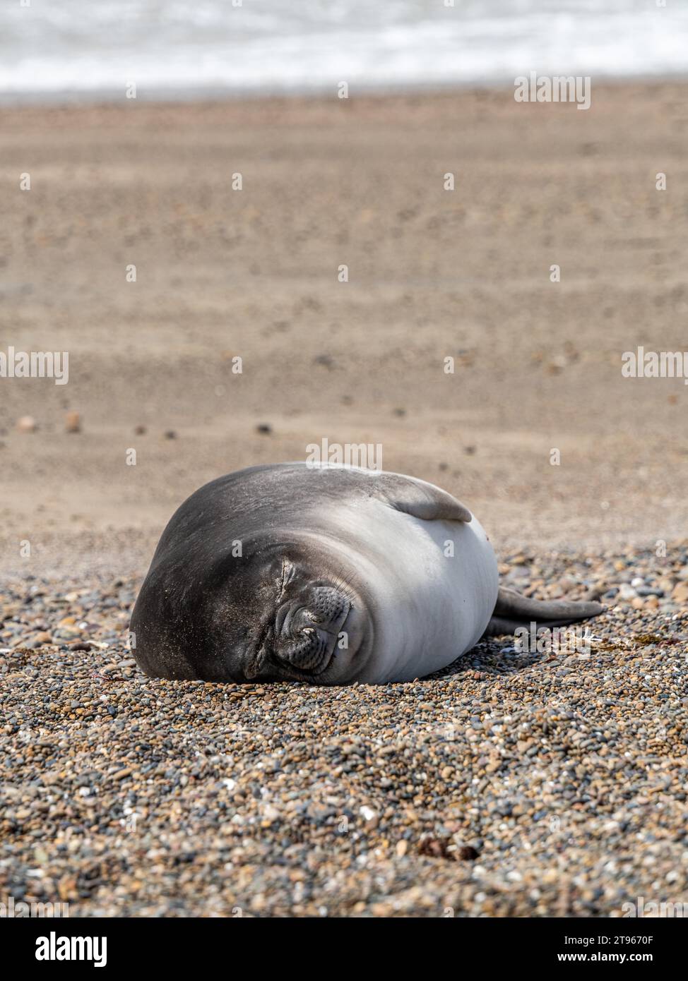 Southern elephant seal (Mirounga leonina), female, Playa Isla Escondida ...