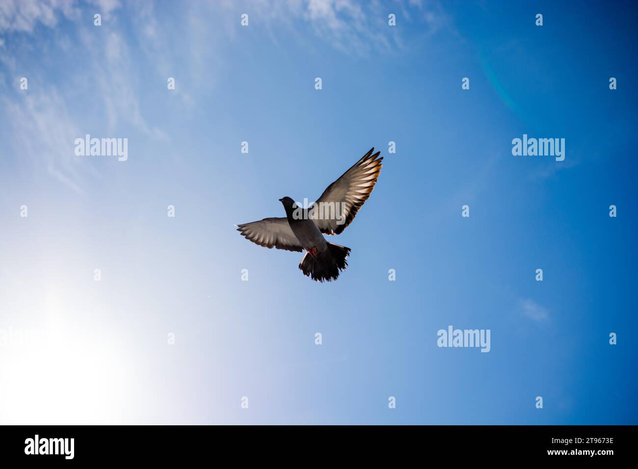 Single pigeon in the air with wings wide open Stock Photo - Alamy