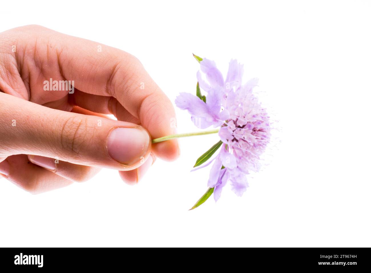 Hand holding A Purple Flower on a white background Stock Photo - Alamy