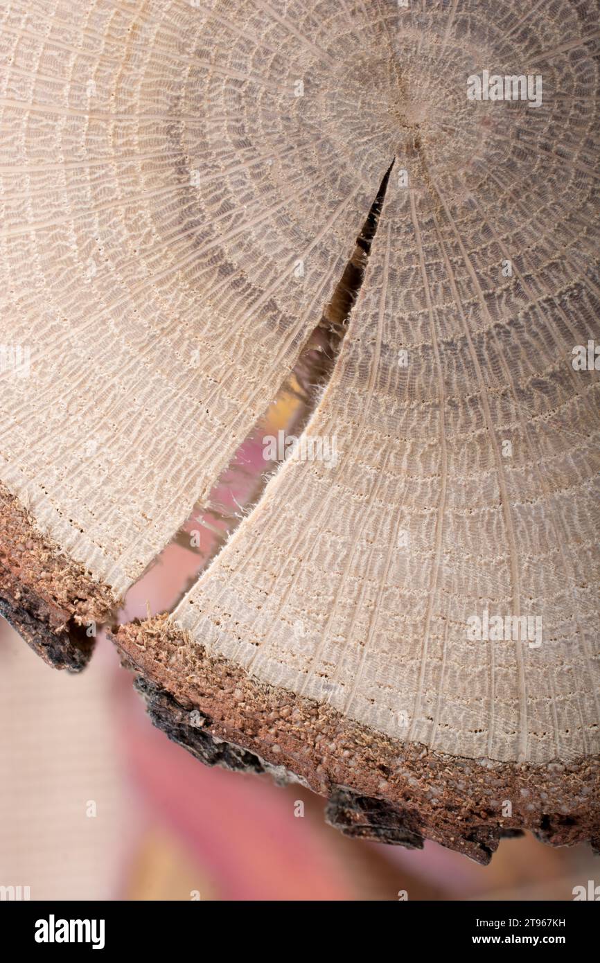 Piece of cut wood log texture as background Stock Photo - Alamy