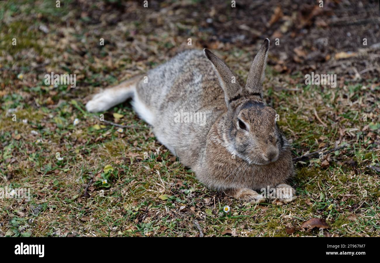 A relaxed rabbit is lying on the grass, its ears are monitoring its ...
