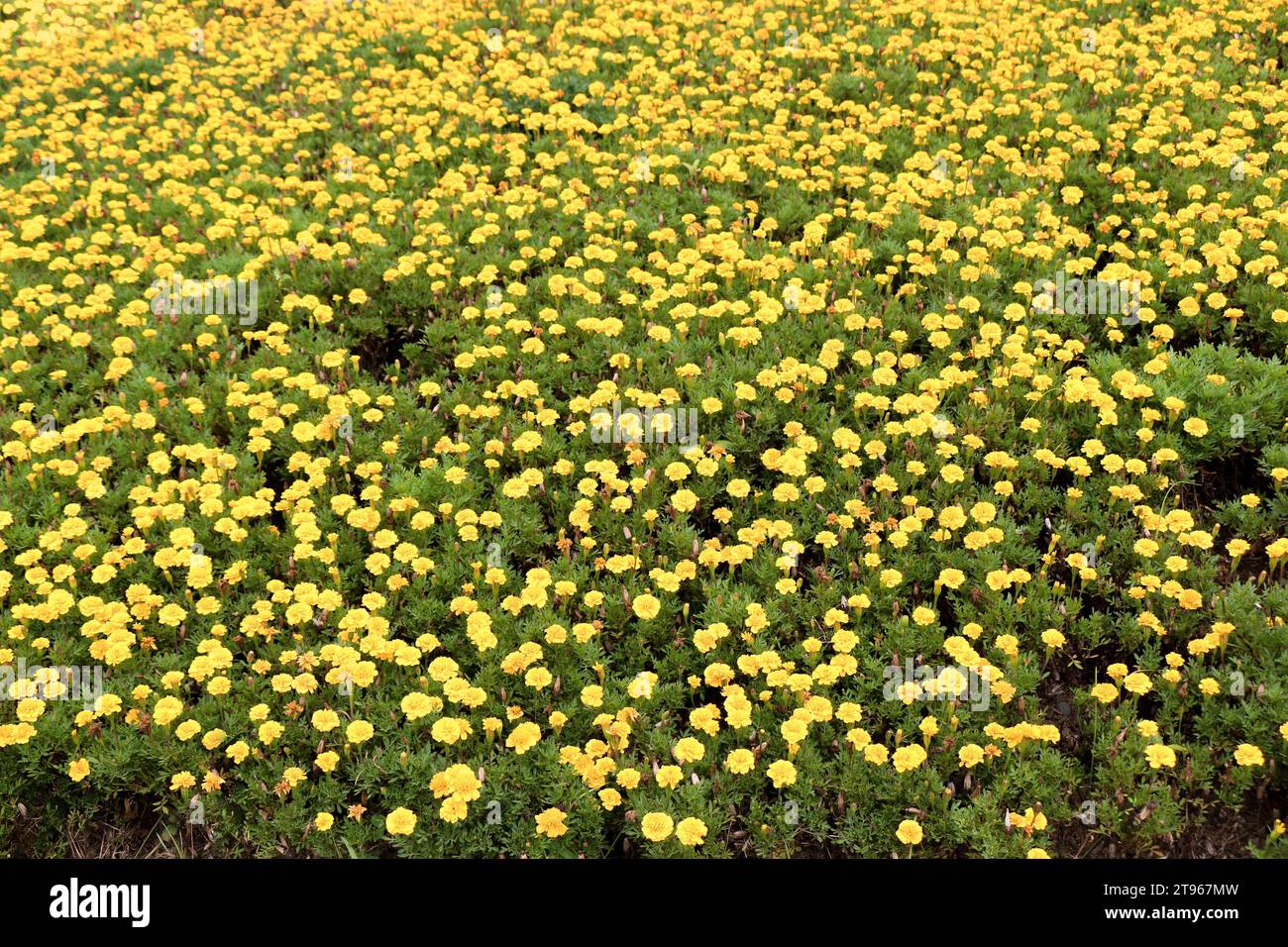 Flower bed as a background with many beautiful colorful flowers Stock ...