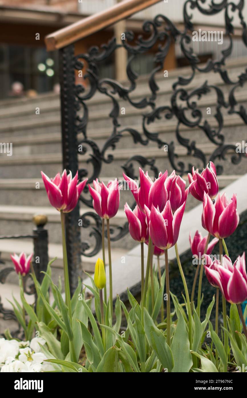 Fresh tulips of pink color in nature in spring time Stock Photo - Alamy