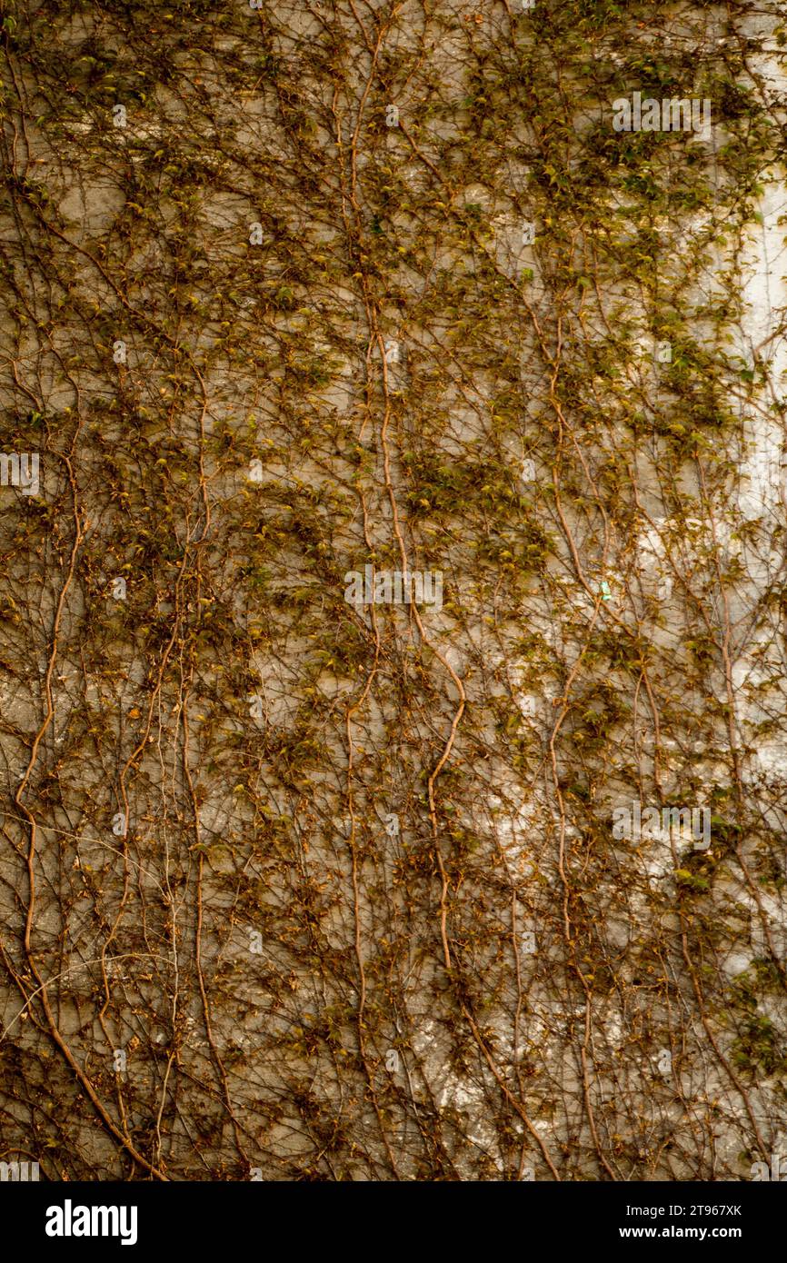 Background with a certain texture pattern Stock Photo - Alamy