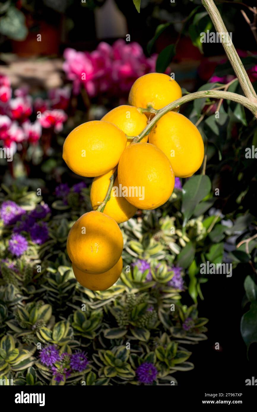 Bunch of fresh ripe lemons on a lemon tree branch in garden Stock Photo ...