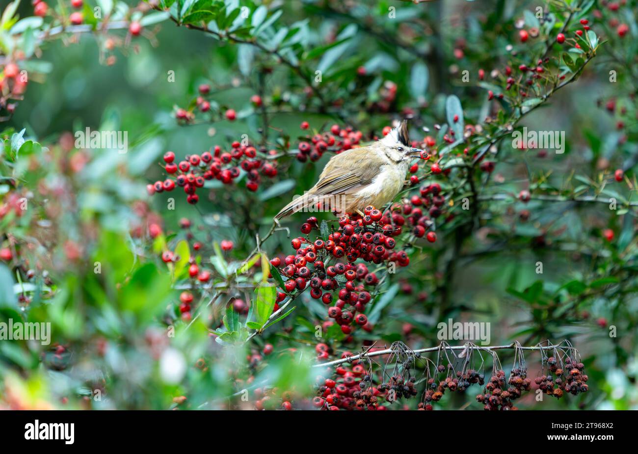 A Taiwan Yuhina stands on a pyracantha branch, holding a red fruit in ...