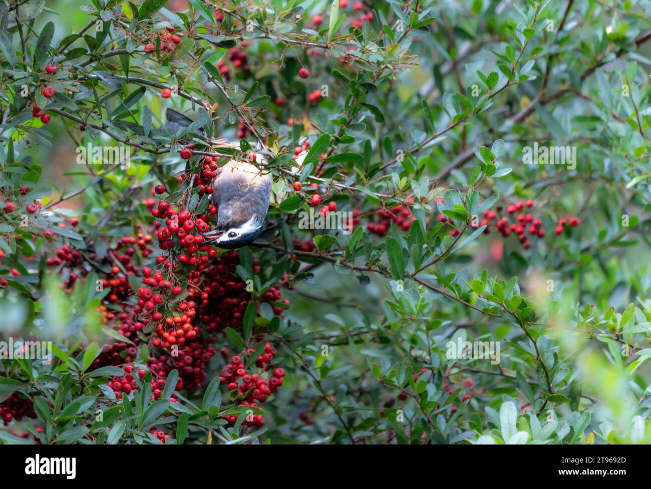A White-eared Sibia stands on a pyracantha branch covered with red ...