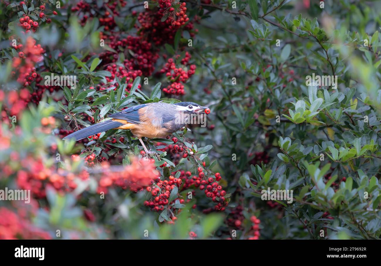 A White-eared Sibia stands on a pyracantha branch covered with red ...