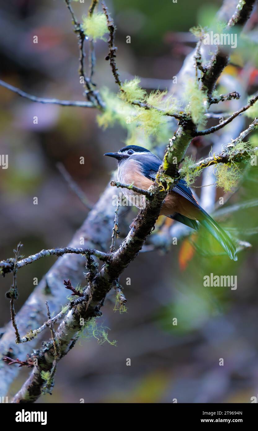 A White-eared Sibia stands on a pyracantha branch. Heterophasia ...