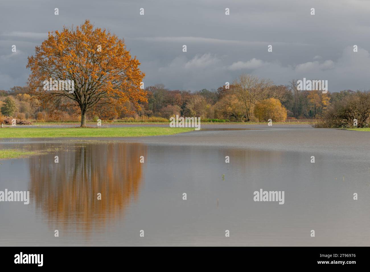 Oak tree reflected in a flooded meadow after heavy rains. Autumn ...