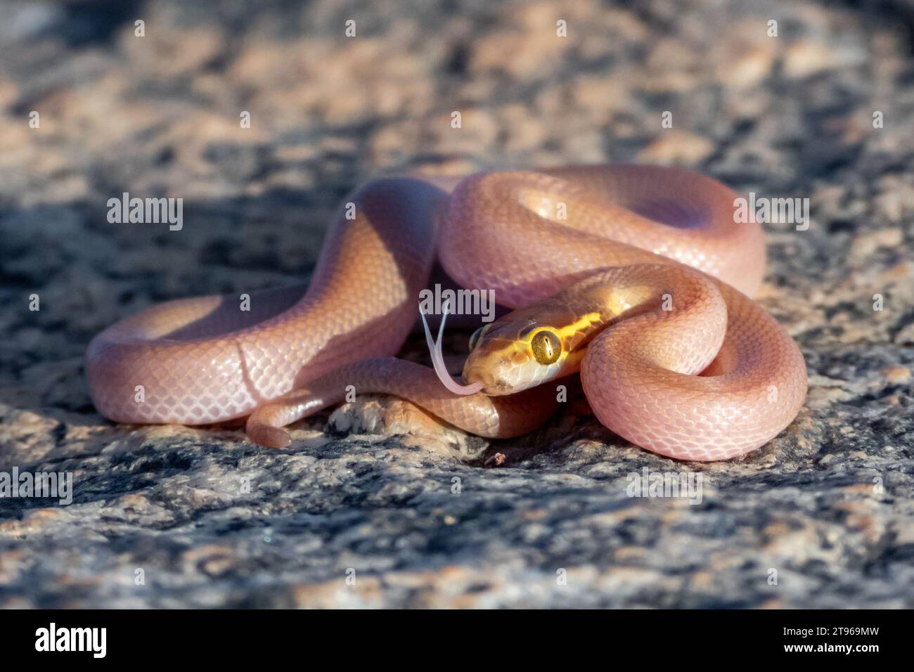 A Bug-Eyed House Snake coiled on the rocky terrain Stock Photo - Alamy