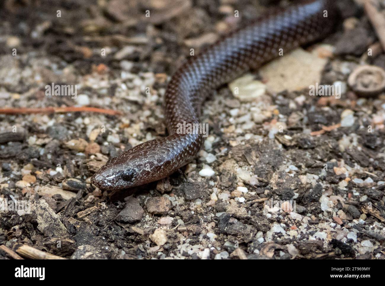 A cape wolf snake snake resting on a rocky surface Stock Photo - Alamy