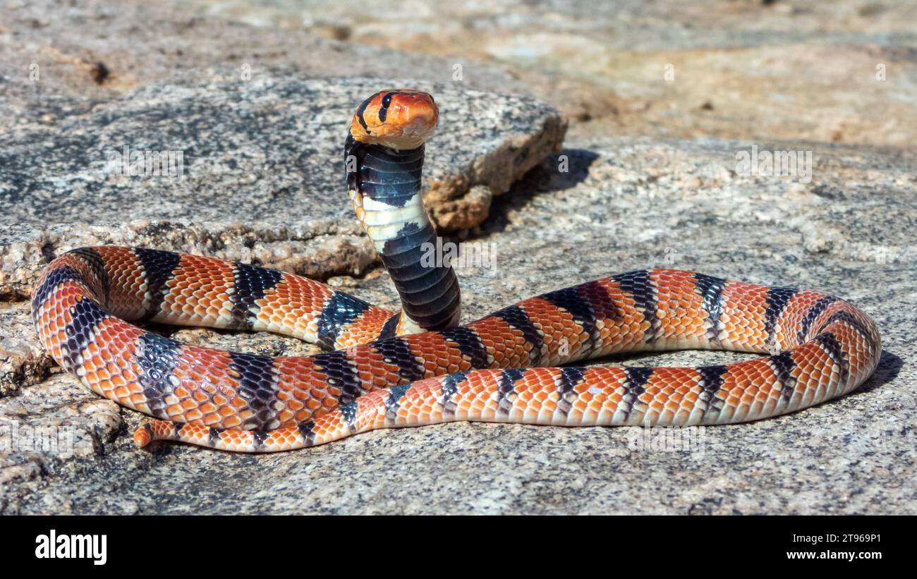 Vibrant coral snake hi-res stock photography and images - Alamy