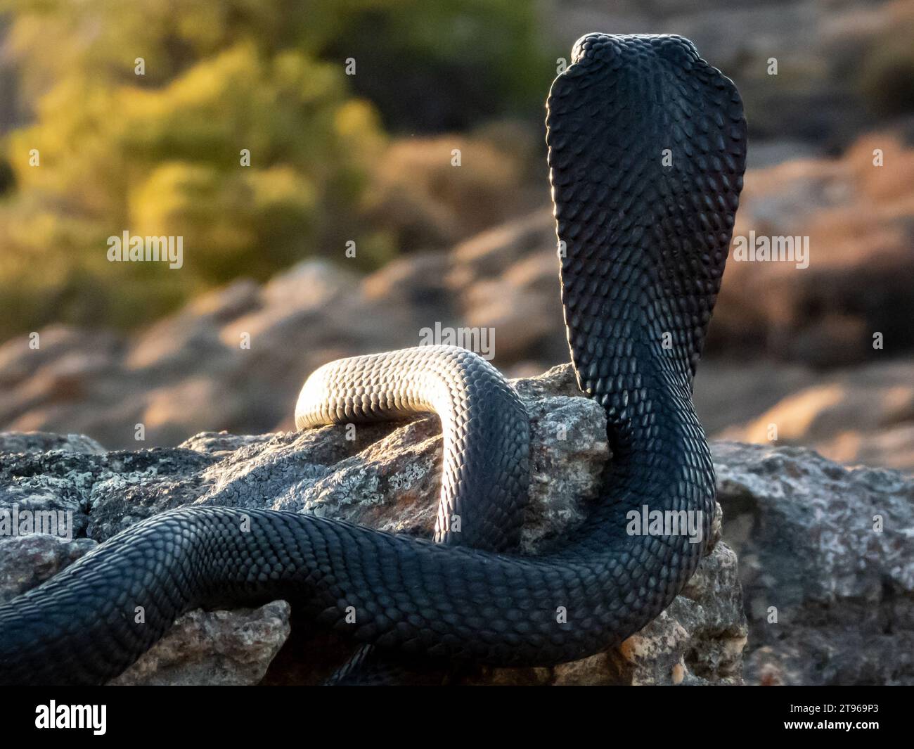 Spitting black cobra hi-res stock photography and images - Alamy