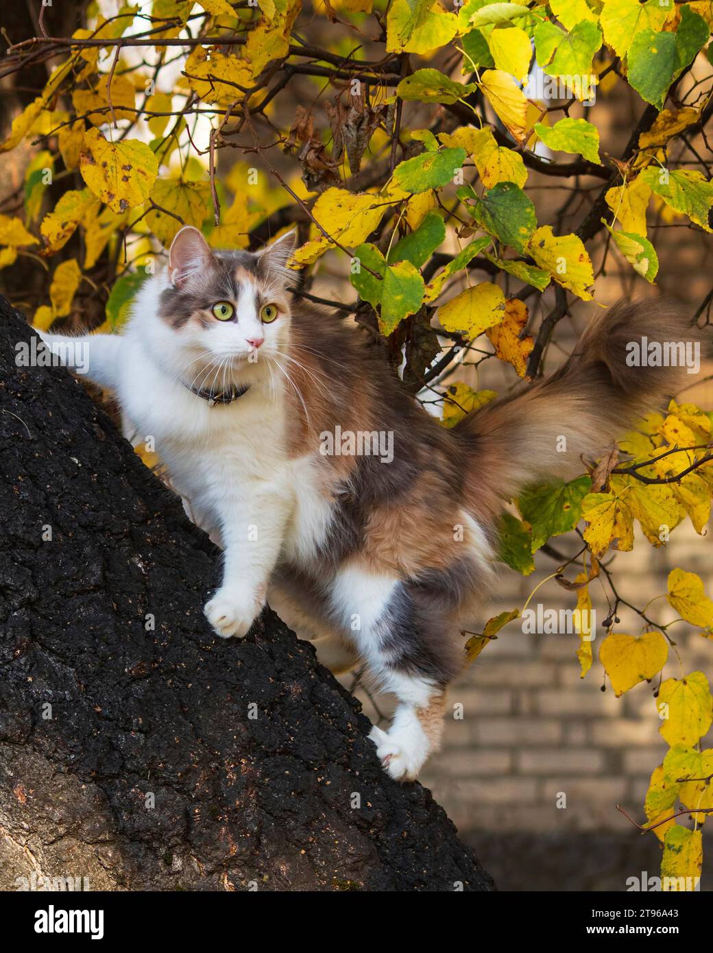 Funny face on autumn hi-res stock photography and images - Alamy
