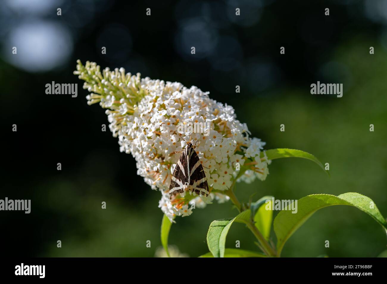 Butterfly "Russian Bear" ( Euplagia quadripunctaria ) on white buddleia ...