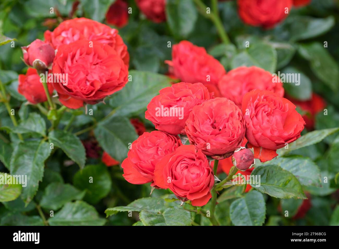 Rosa Disco Queen, rosa Tan08171, Patio rose, Geranium-red blooms in ...