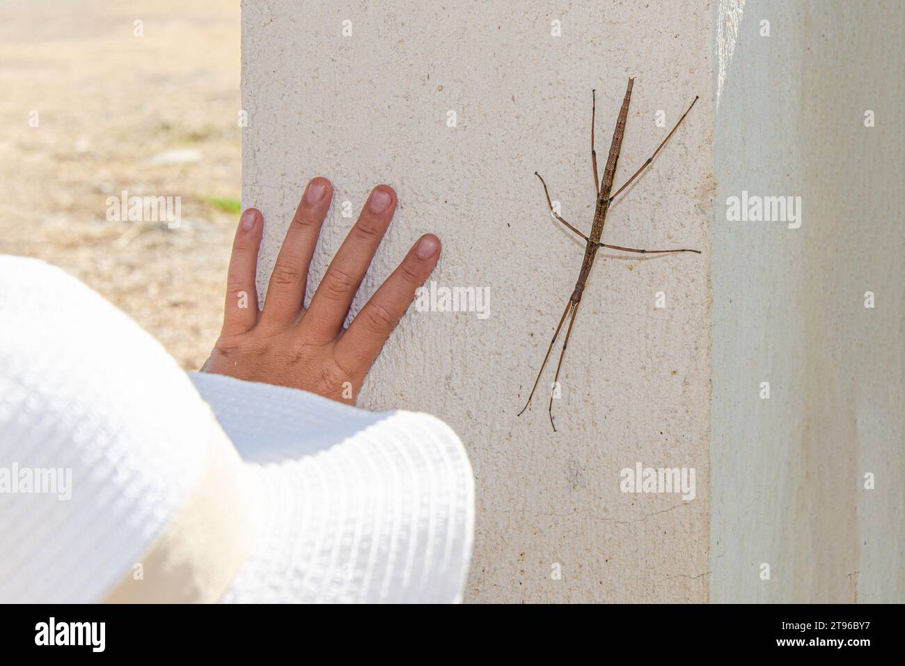 walking stick insect and kid's hand Stock Photo - Alamy