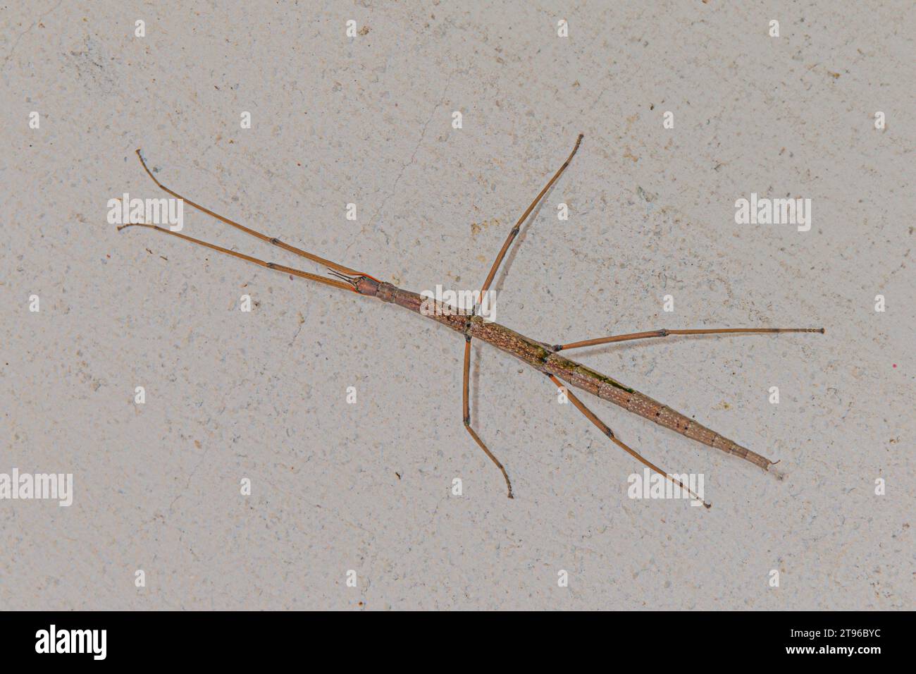 close-up of walking stick insect on white background Stock Photo - Alamy