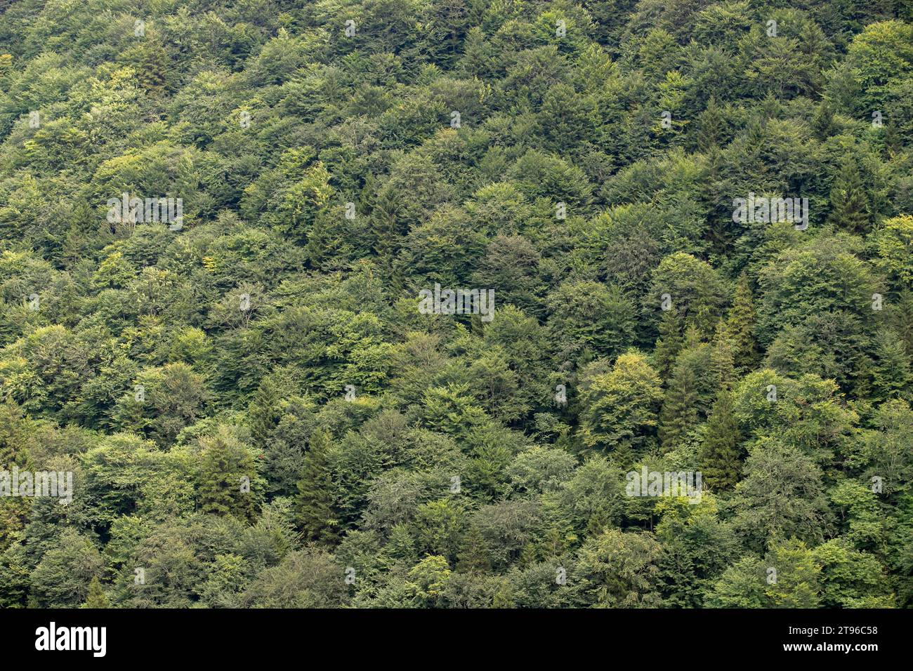 Top view dense spruce forest hi-res stock photography and images - Alamy