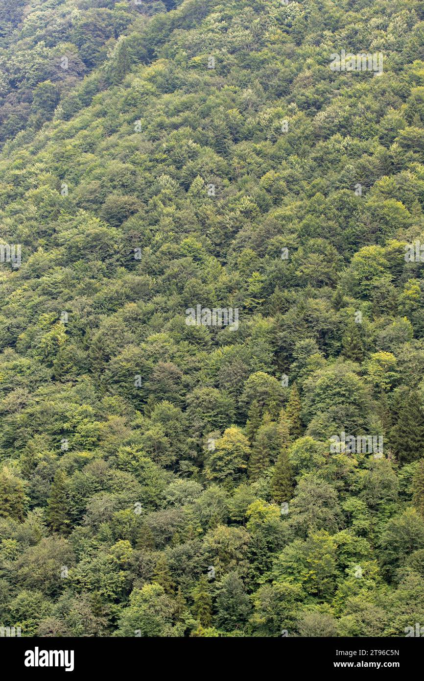 Dense coniferous forest top view hi-res stock photography and images ...