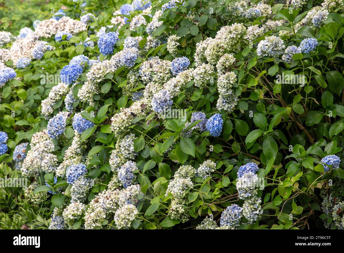 Colorful hydrangeas banner, close-up. Purple blue pink hortensia ...