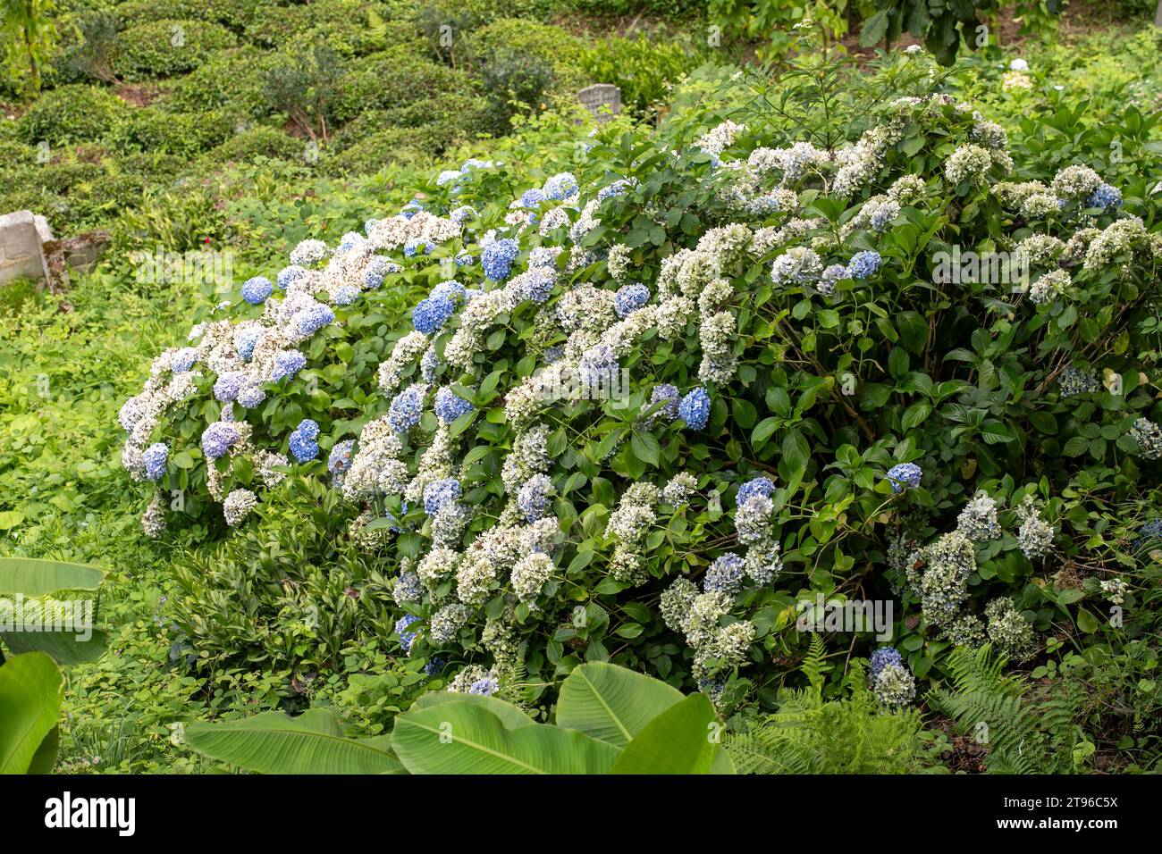 Colorful hydrangeas banner, close-up. Purple blue pink hortensia ...