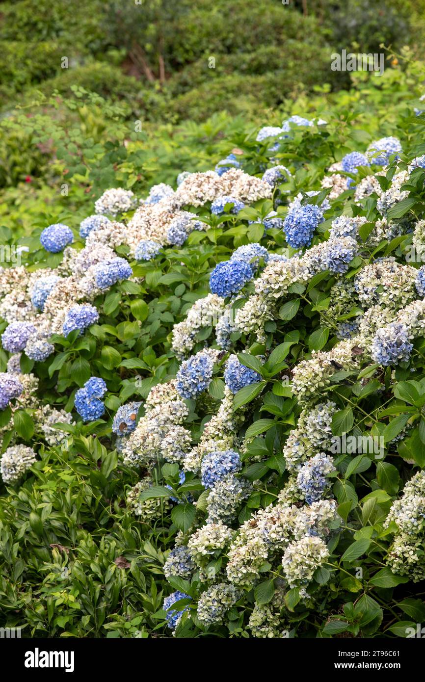 Colorful hydrangeas banner, close-up. Purple blue pink hortensia ...