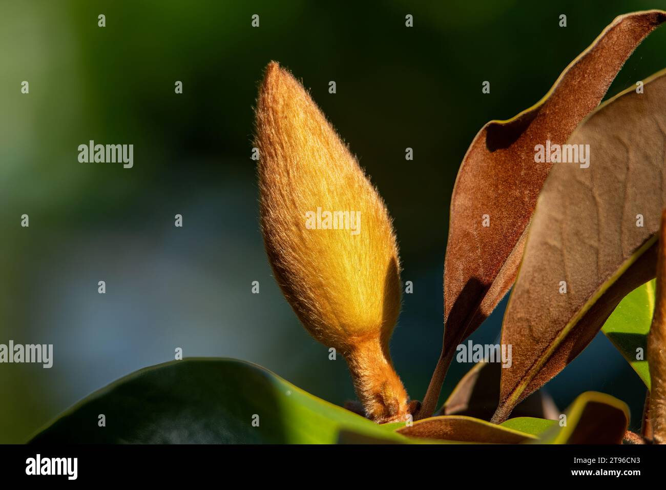 Bud of Magnolia grandiflora Teddy Bear Stock Photo - Alamy