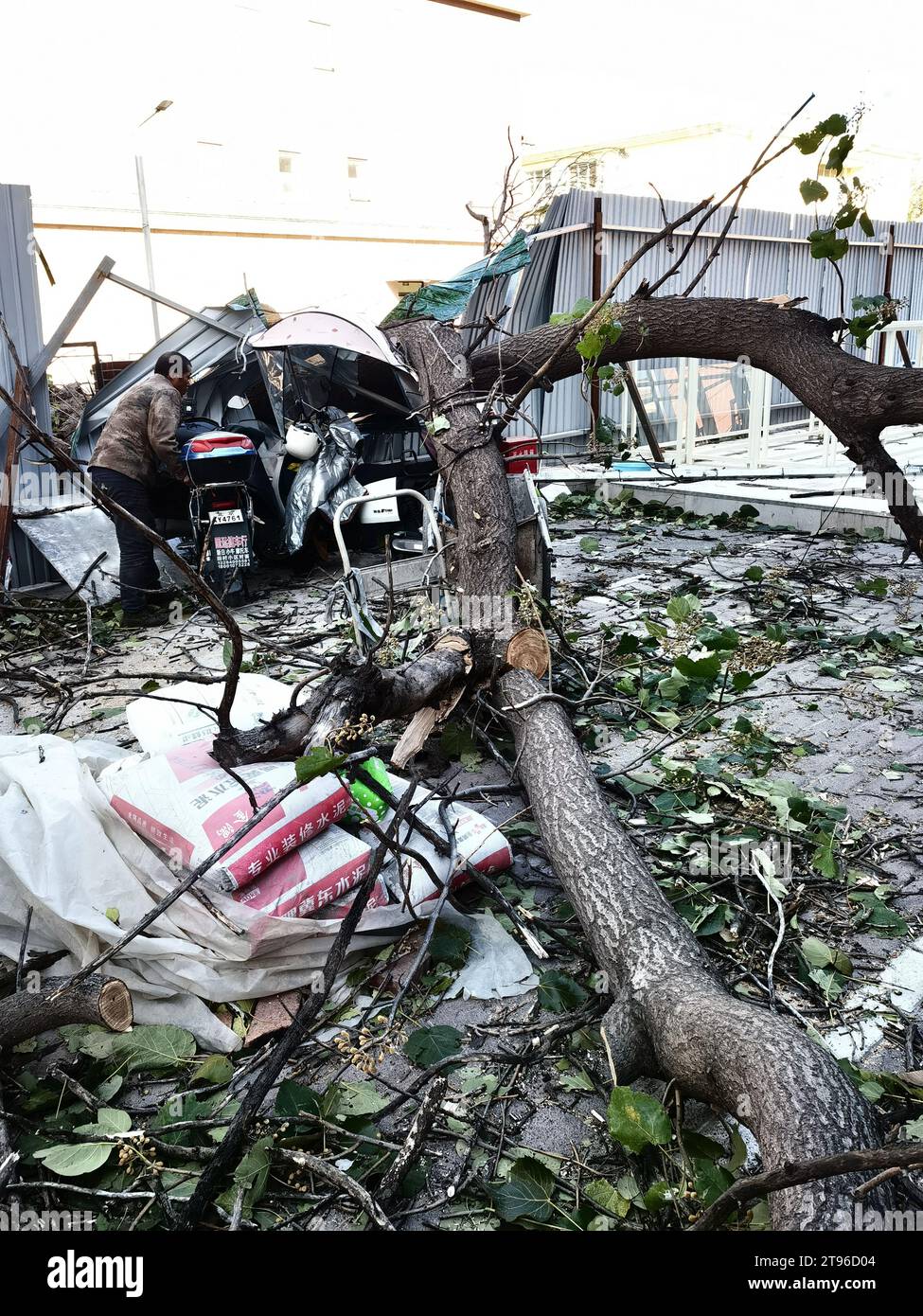BEIJING, CHINA - NOVEMBER 23, 2023 - A 100-year-old tree was blown down ...