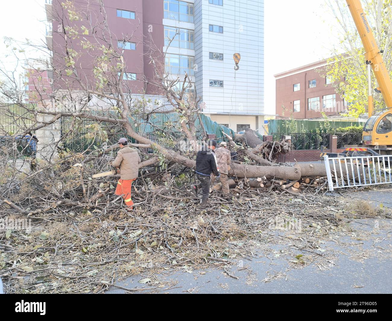 BEIJING, CHINA - NOVEMBER 23, 2023 - A 100-year-old tree was blown down ...