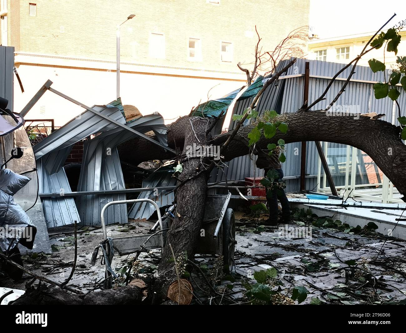 BEIJING, CHINA - NOVEMBER 23, 2023 - A 100-year-old tree was blown down ...