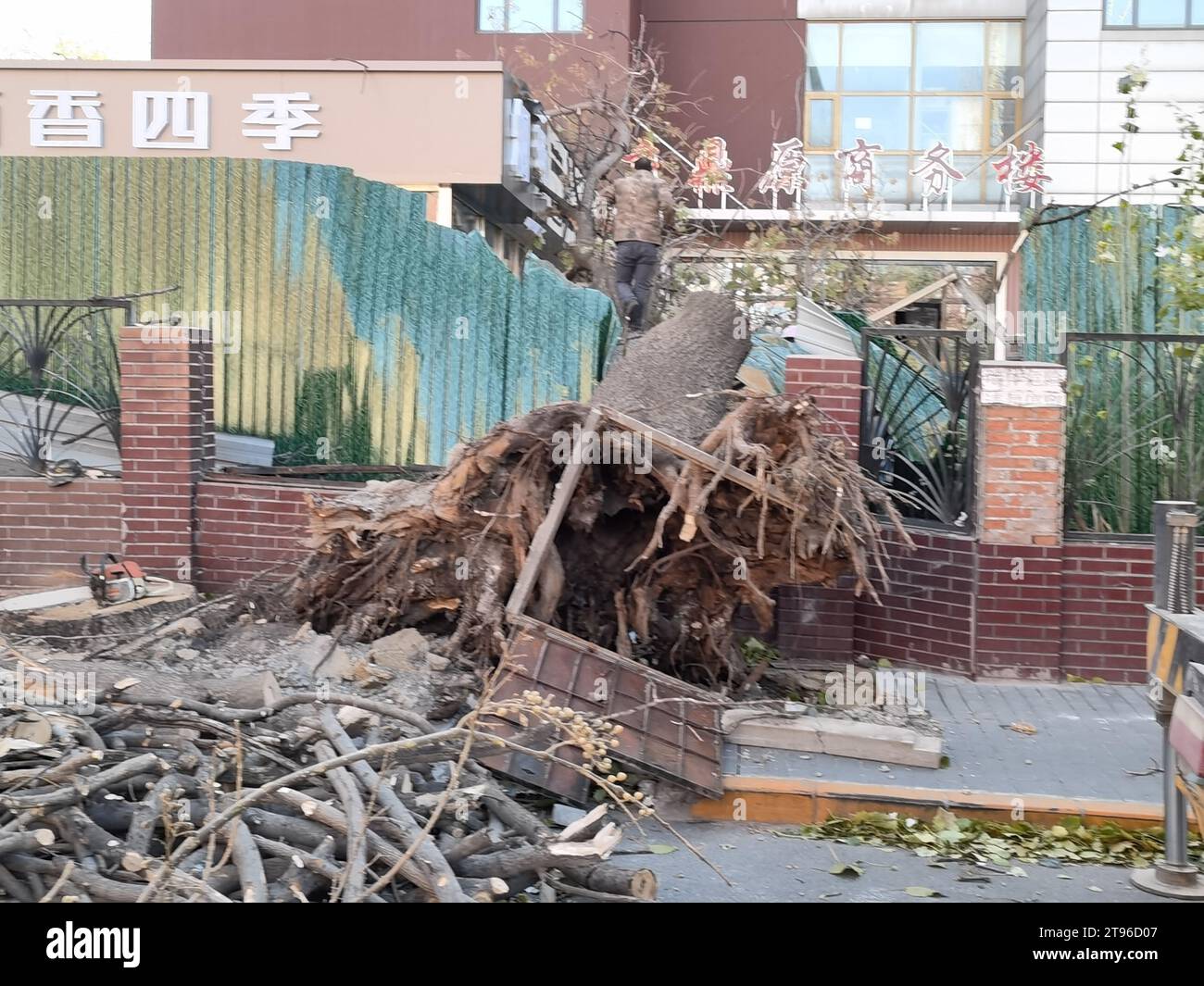 BEIJING, CHINA - NOVEMBER 23, 2023 - A 100-year-old tree was blown down ...