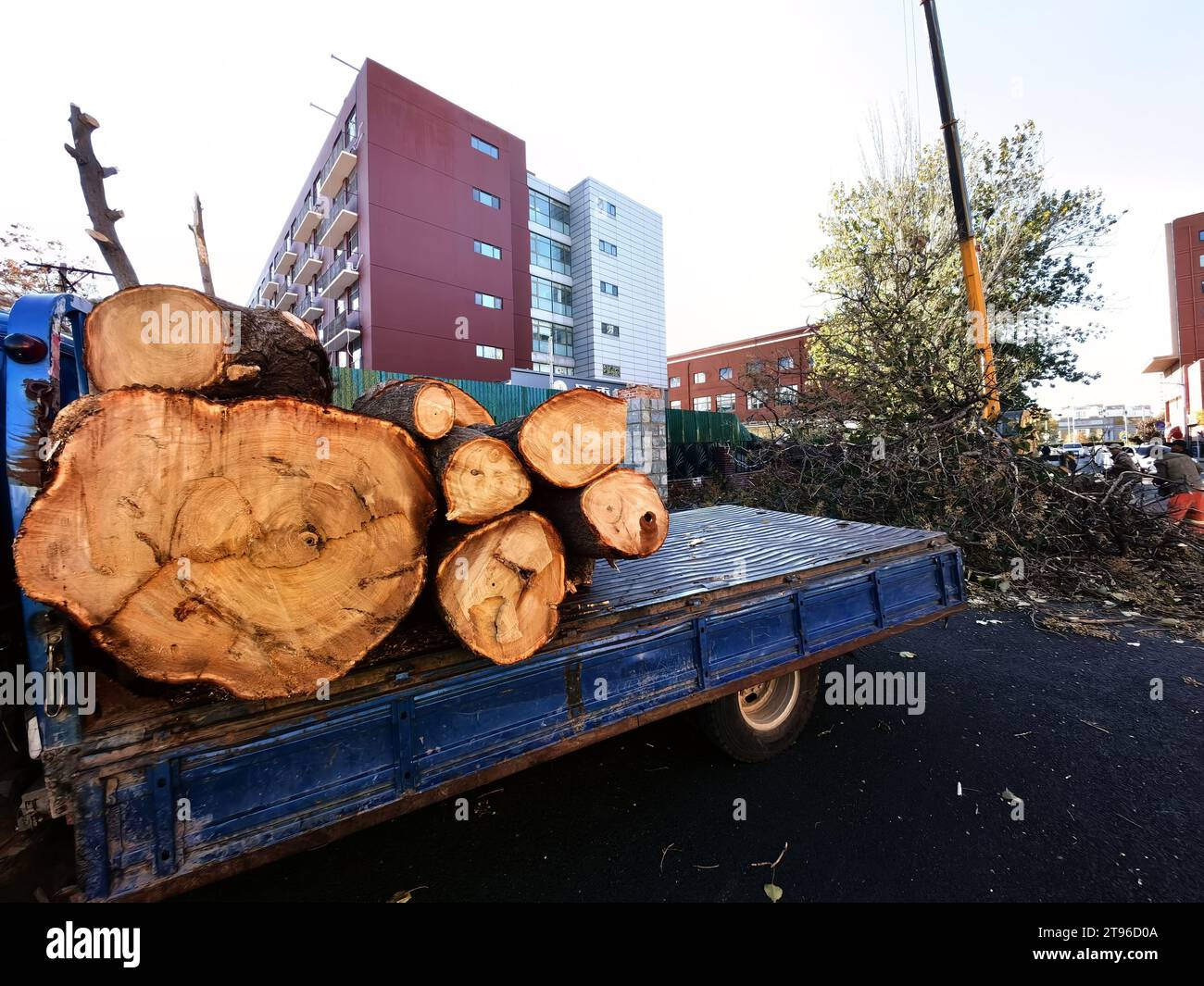 BEIJING, CHINA - NOVEMBER 23, 2023 - A 100-year-old tree was blown down ...
