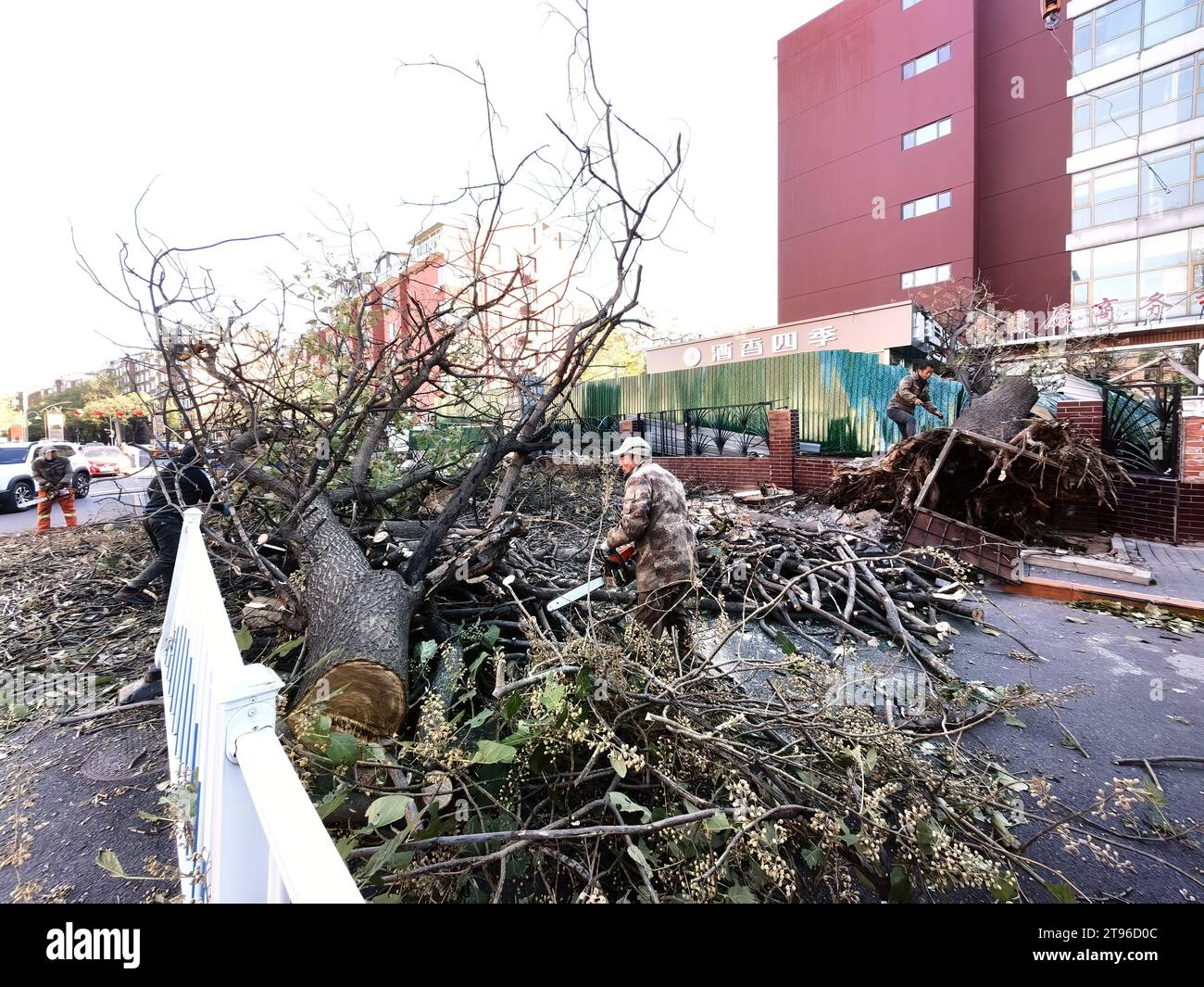 BEIJING, CHINA - NOVEMBER 23, 2023 - A 100-year-old tree was blown down ...