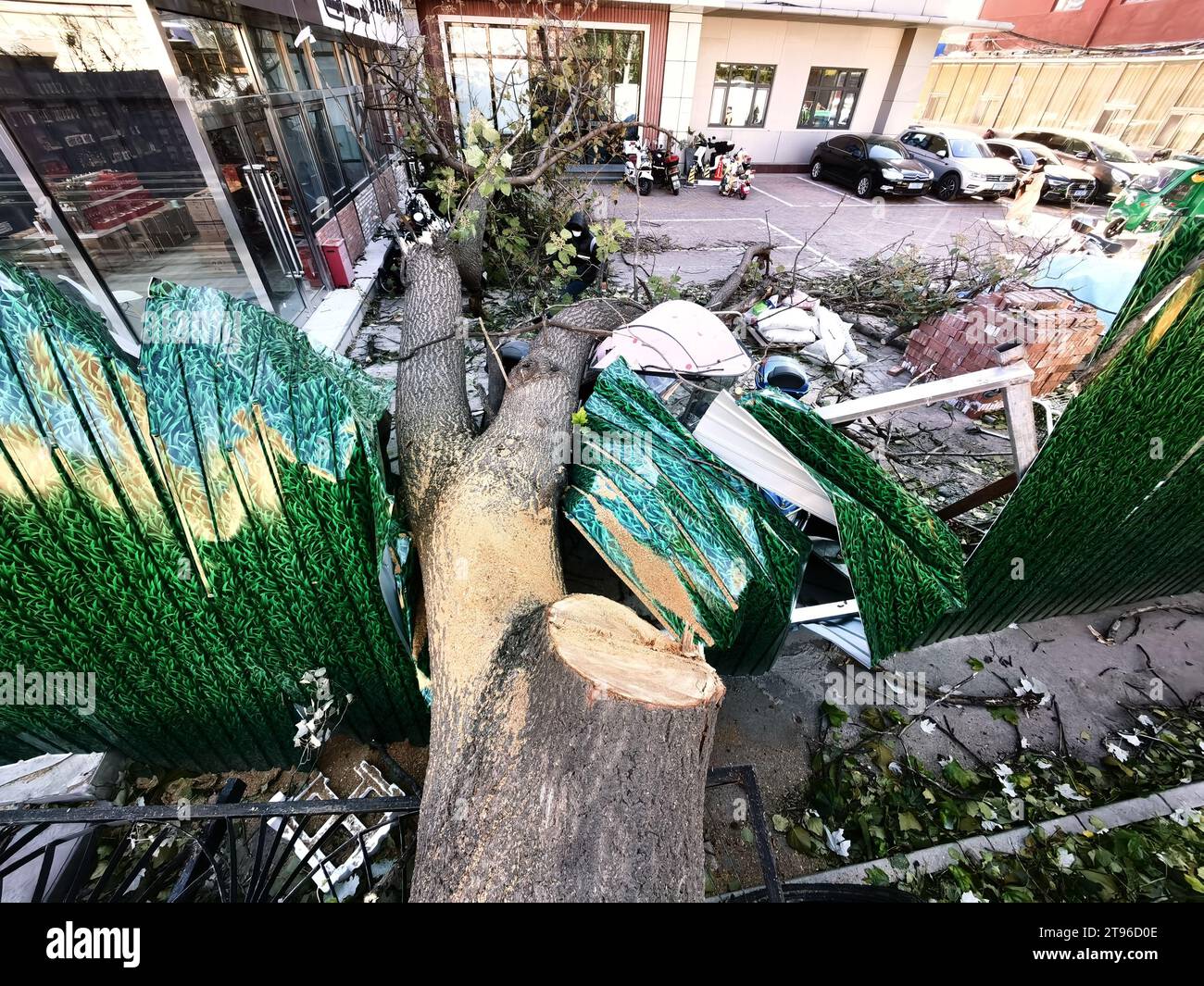 BEIJING, CHINA - NOVEMBER 23, 2023 - A 100-year-old tree was blown down ...
