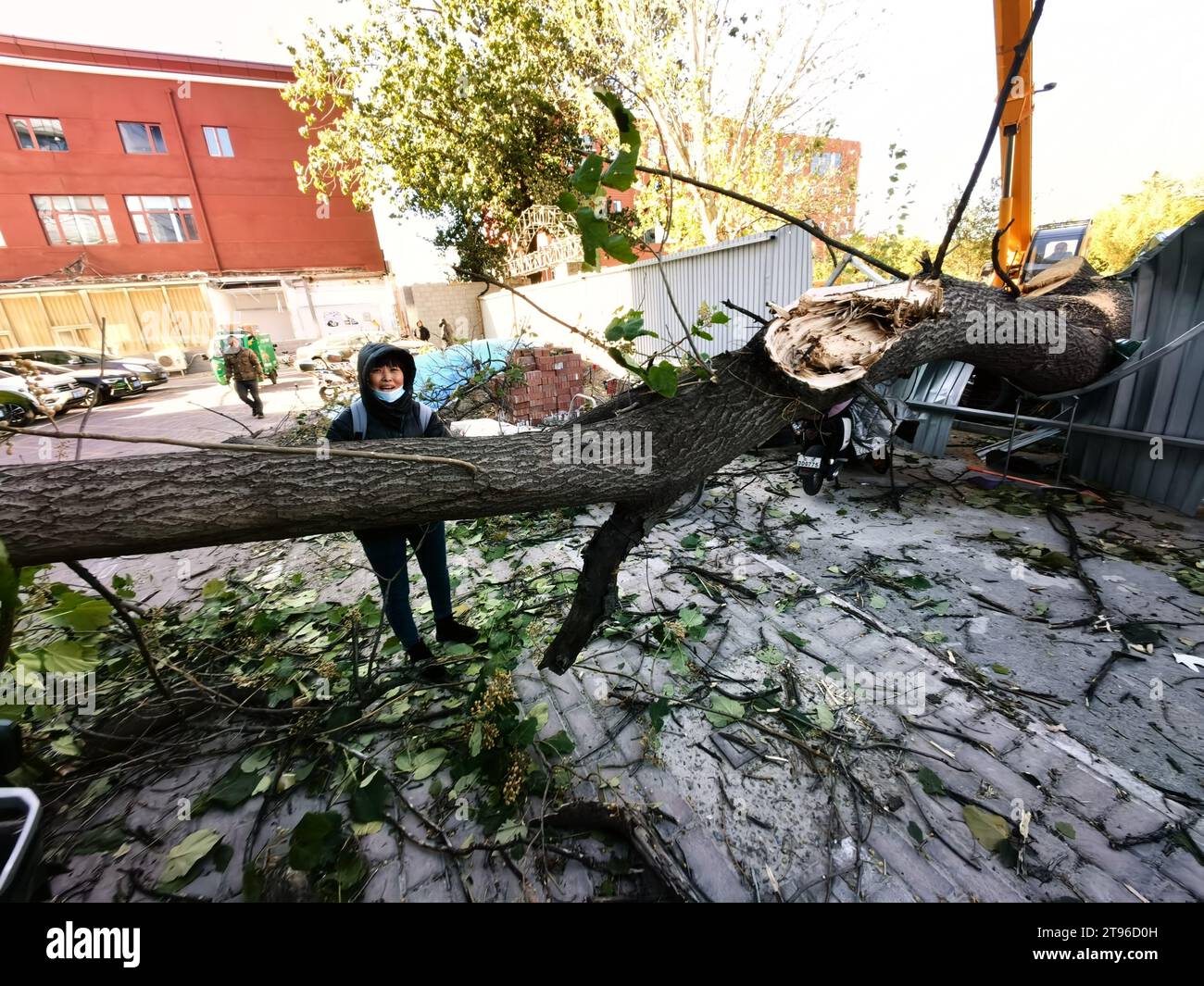 BEIJING, CHINA - NOVEMBER 23, 2023 - A 100-year-old tree was blown down ...