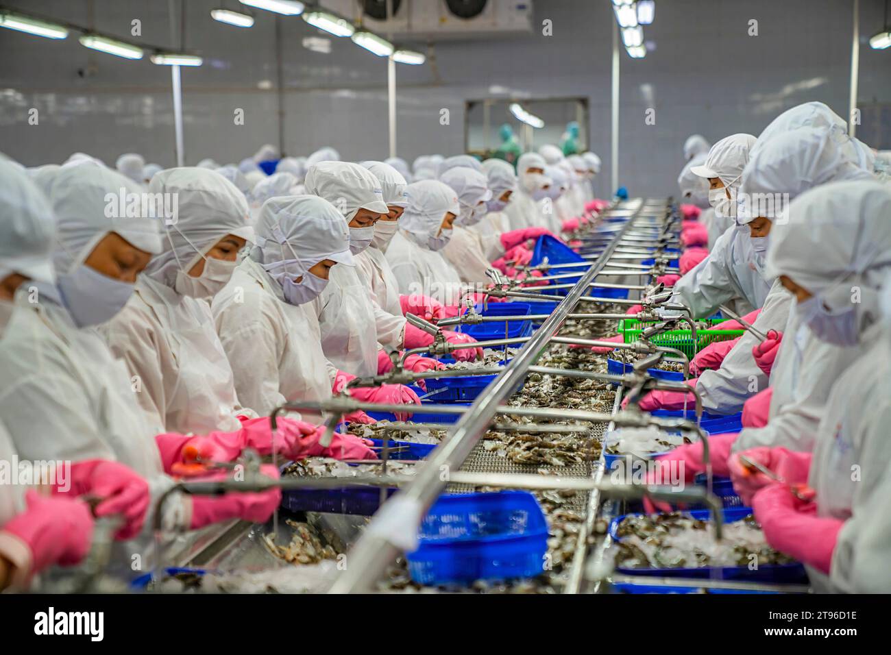 Process shrimp at factory in Vietnam Stock Photo - Alamy