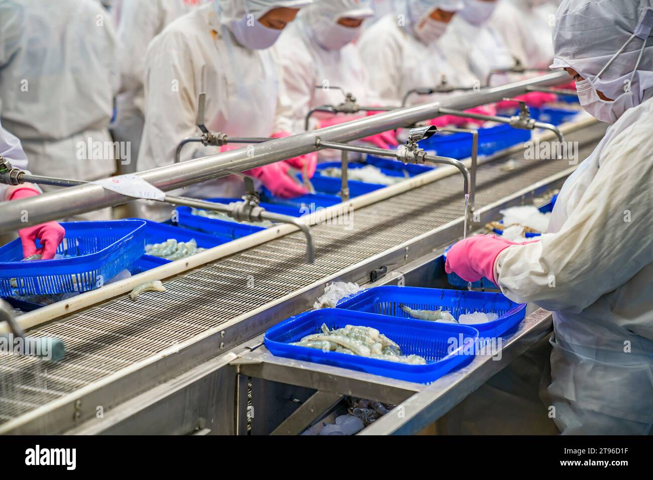 Process shrimp at factory in Vietnam Stock Photo - Alamy