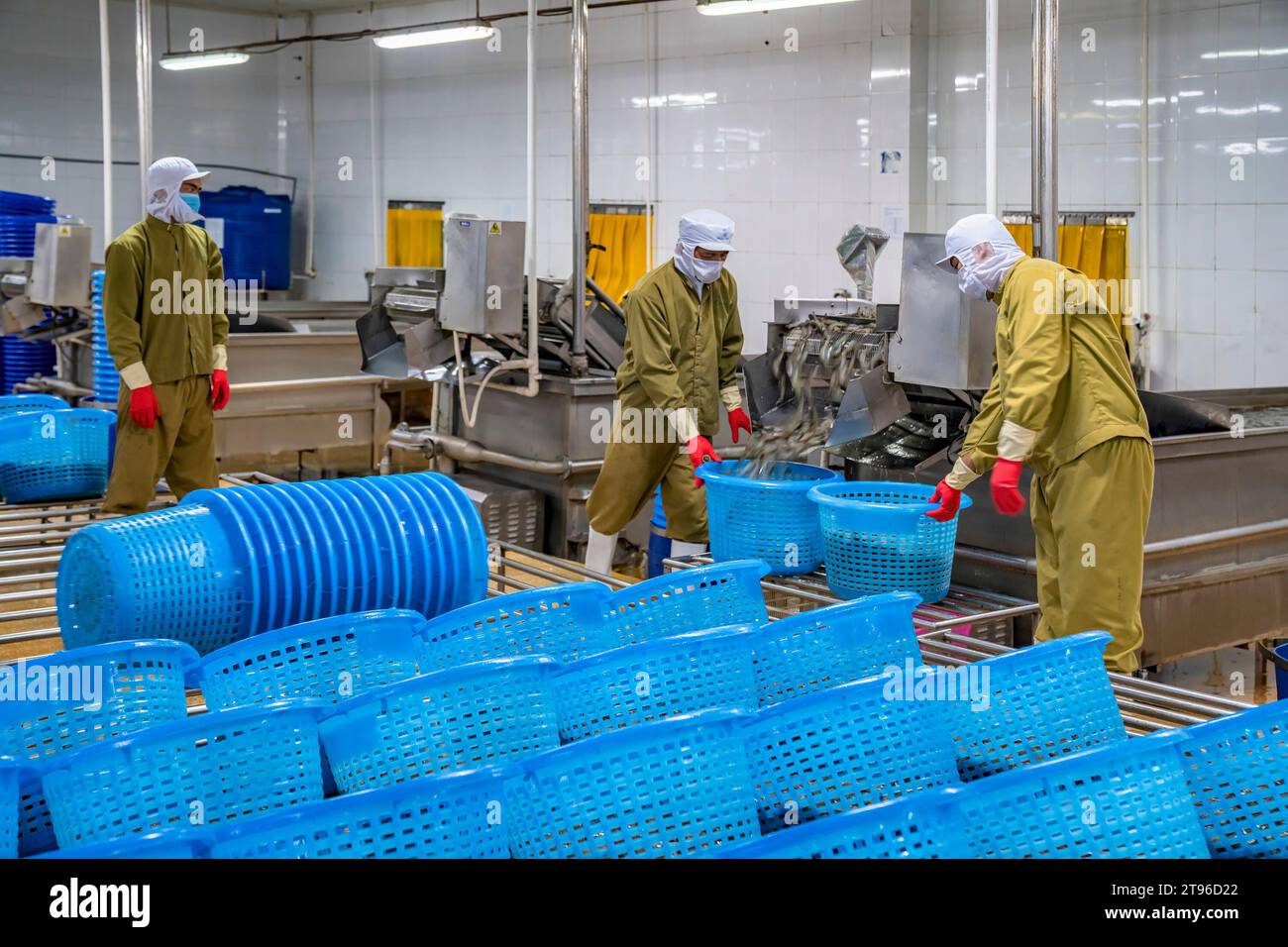 Importing raw shrimp into the factory in Vietnam Stock Photo - Alamy