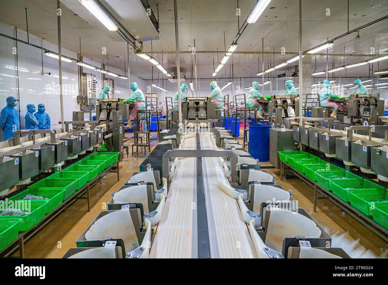 Process shrimp at factory in Vietnam Stock Photo - Alamy