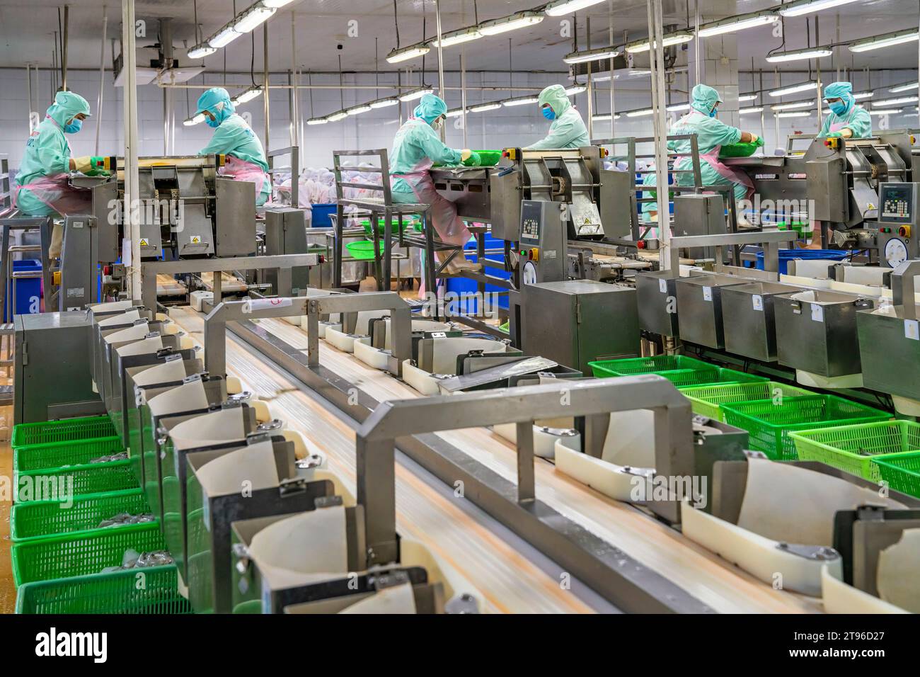 Process shrimp at factory in Vietnam Stock Photo - Alamy