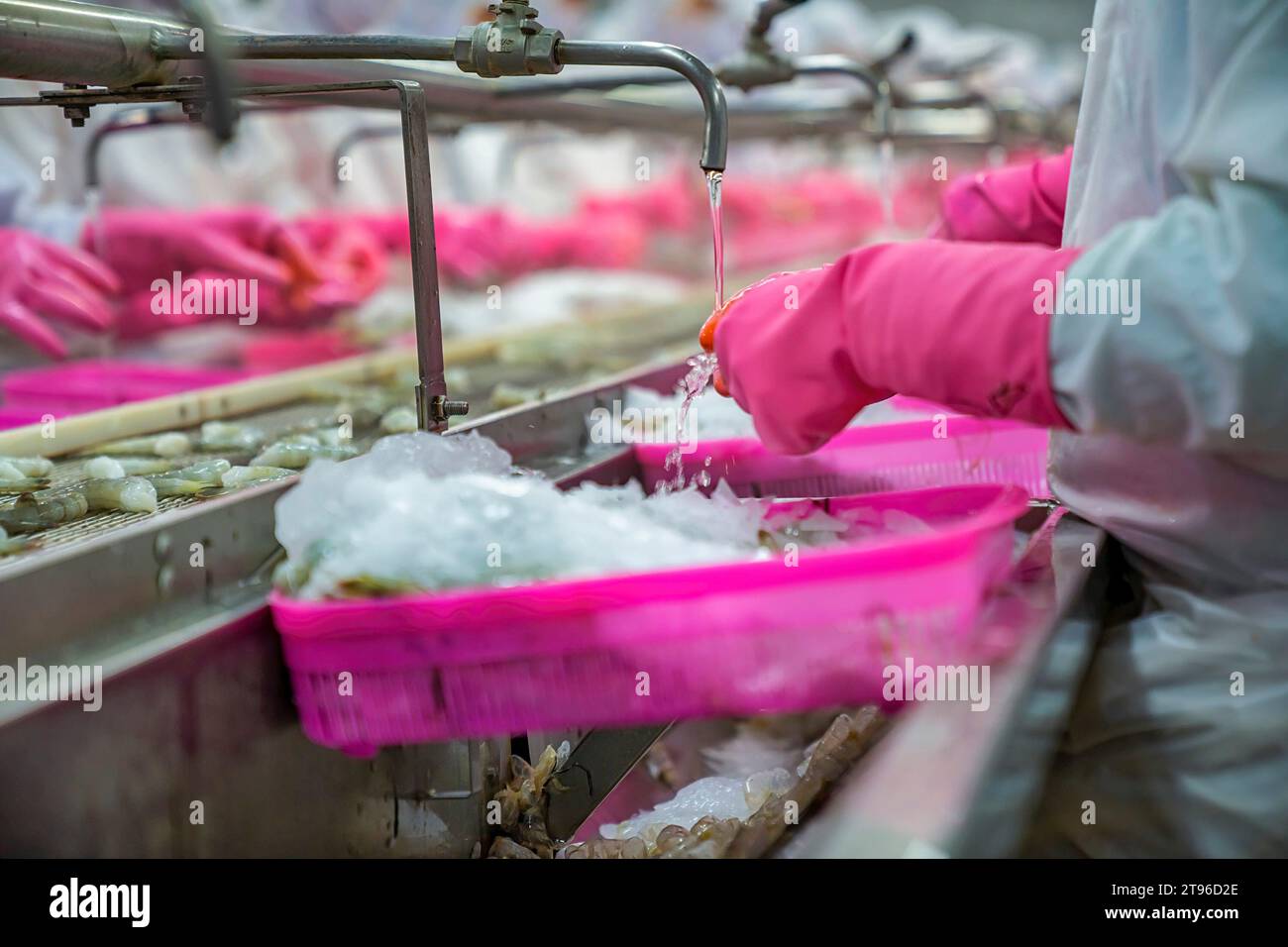 Process shrimp at factory in Vietnam Stock Photo - Alamy