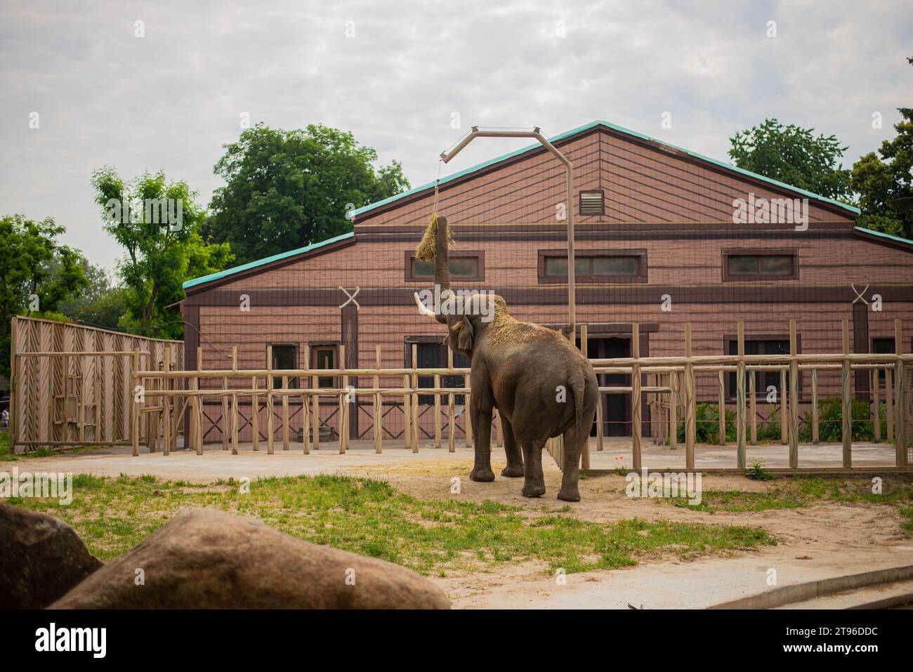 Elephant on the catwalk. Sunny day in the zoo. African wild animals ...