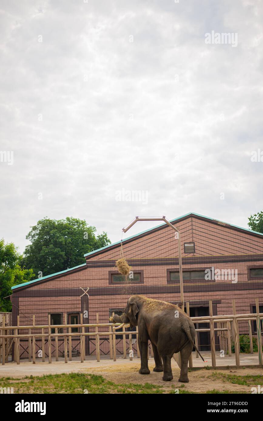 Elephant on the catwalk. Sunny day in the zoo. African wild animals ...