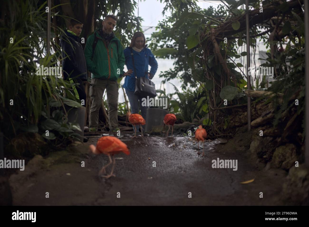 Genova, Italy - November 2023 - Group of Eudocimus ruber eating next to ...