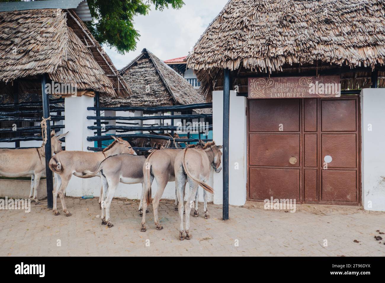 A herd of donkeys at Lamu Donkey Sanctuary in Lamu Isand, Kenya Stock ...