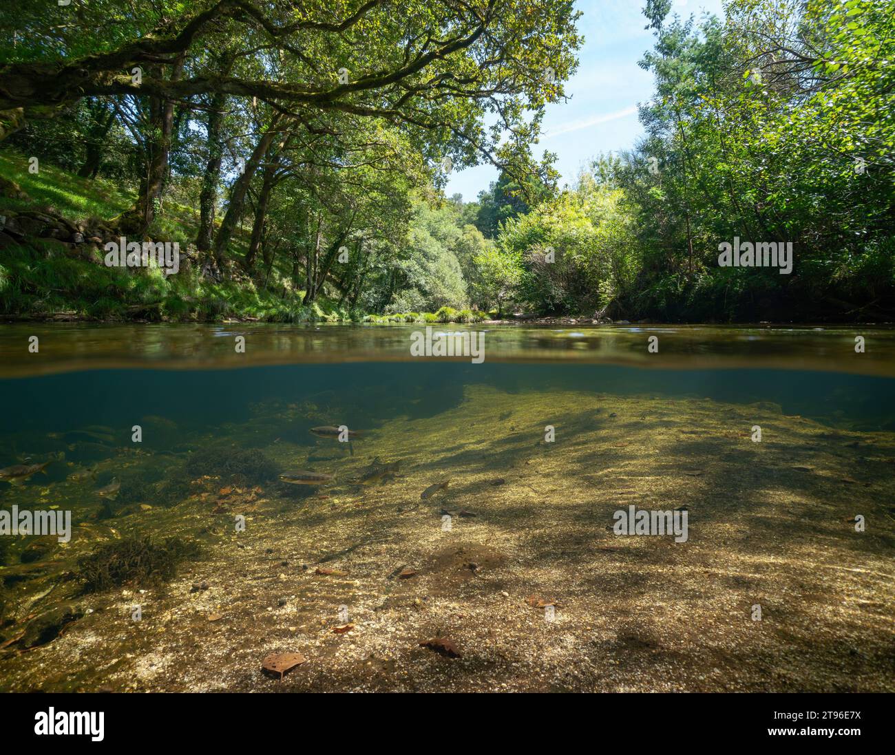 Wild river under trees foliage with trout fish underwater, split level ...