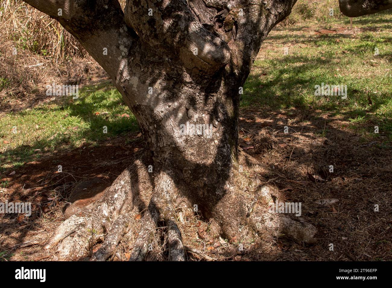 Trunk of old established avocado tree (persea americana) with shadows ...