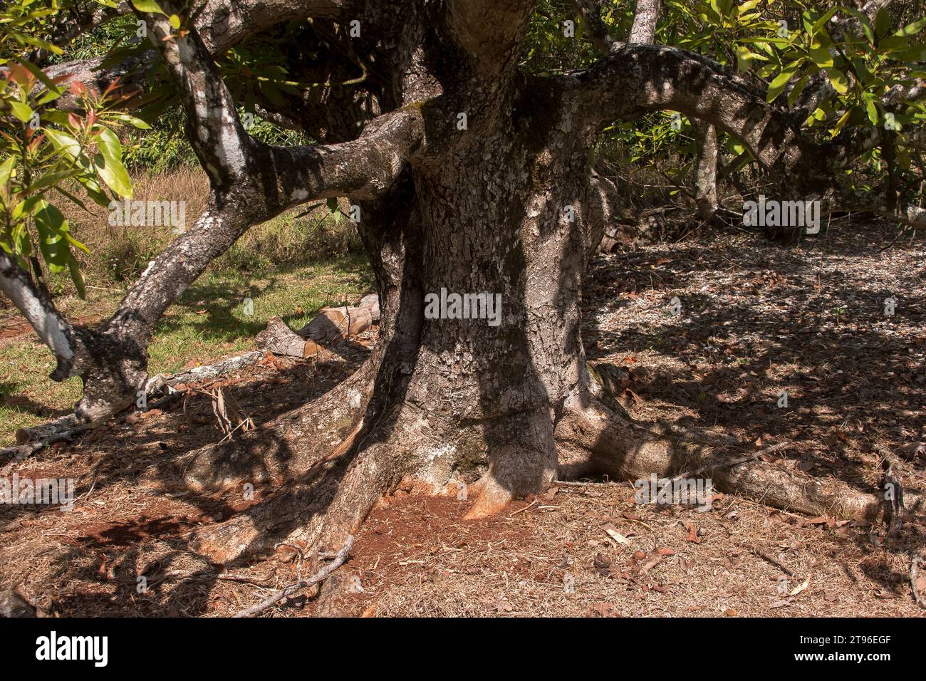 Trunk of old established avocado tree (persea americana) with shadows ...
